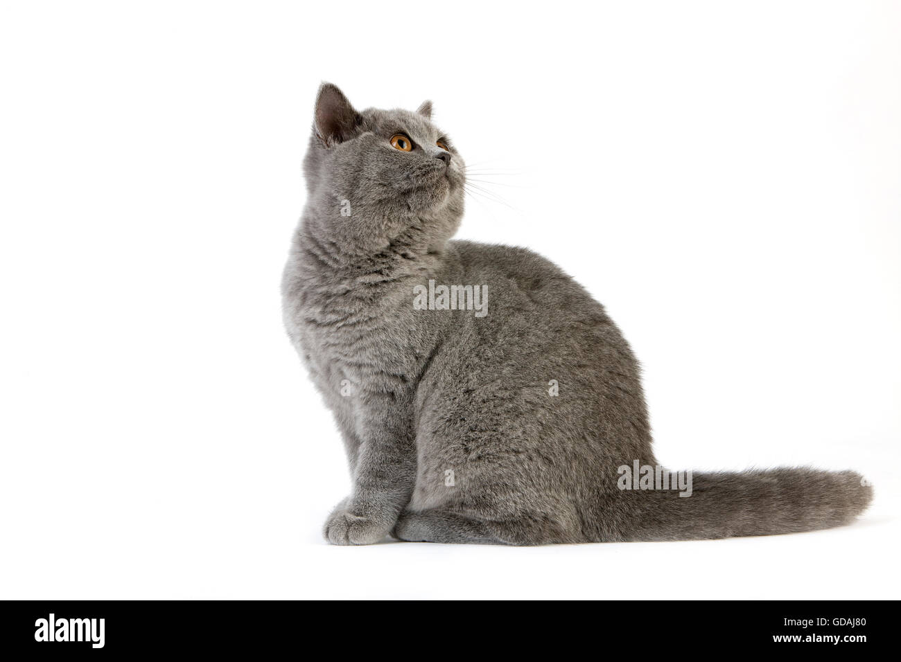 BLUE BRITISH SHORTHAIR FEMALE CAT Stock Photo - Alamy