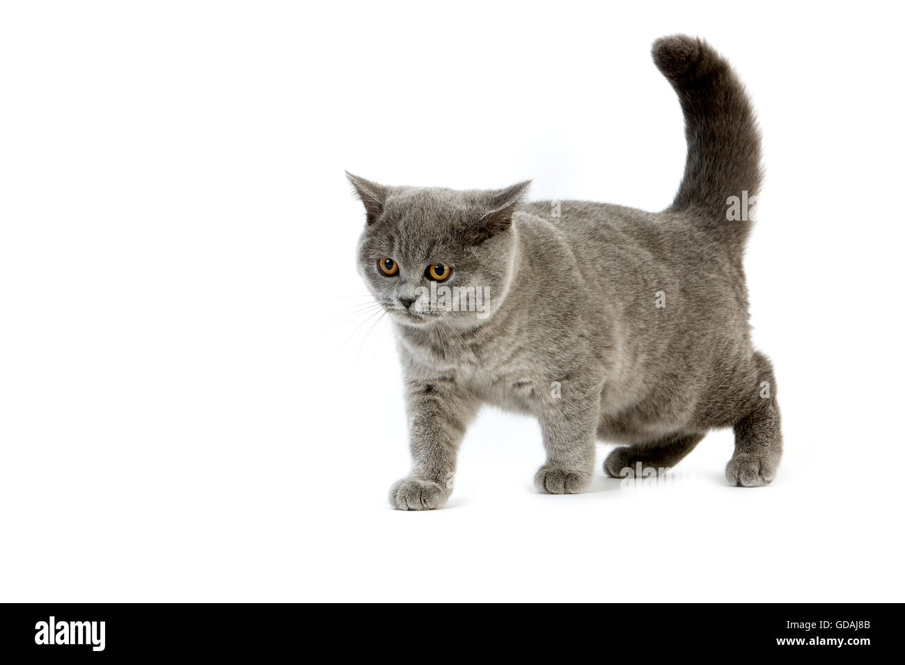 BLUE BRITISH SHORTHAIR FEMALE CAT Stock Photo - Alamy