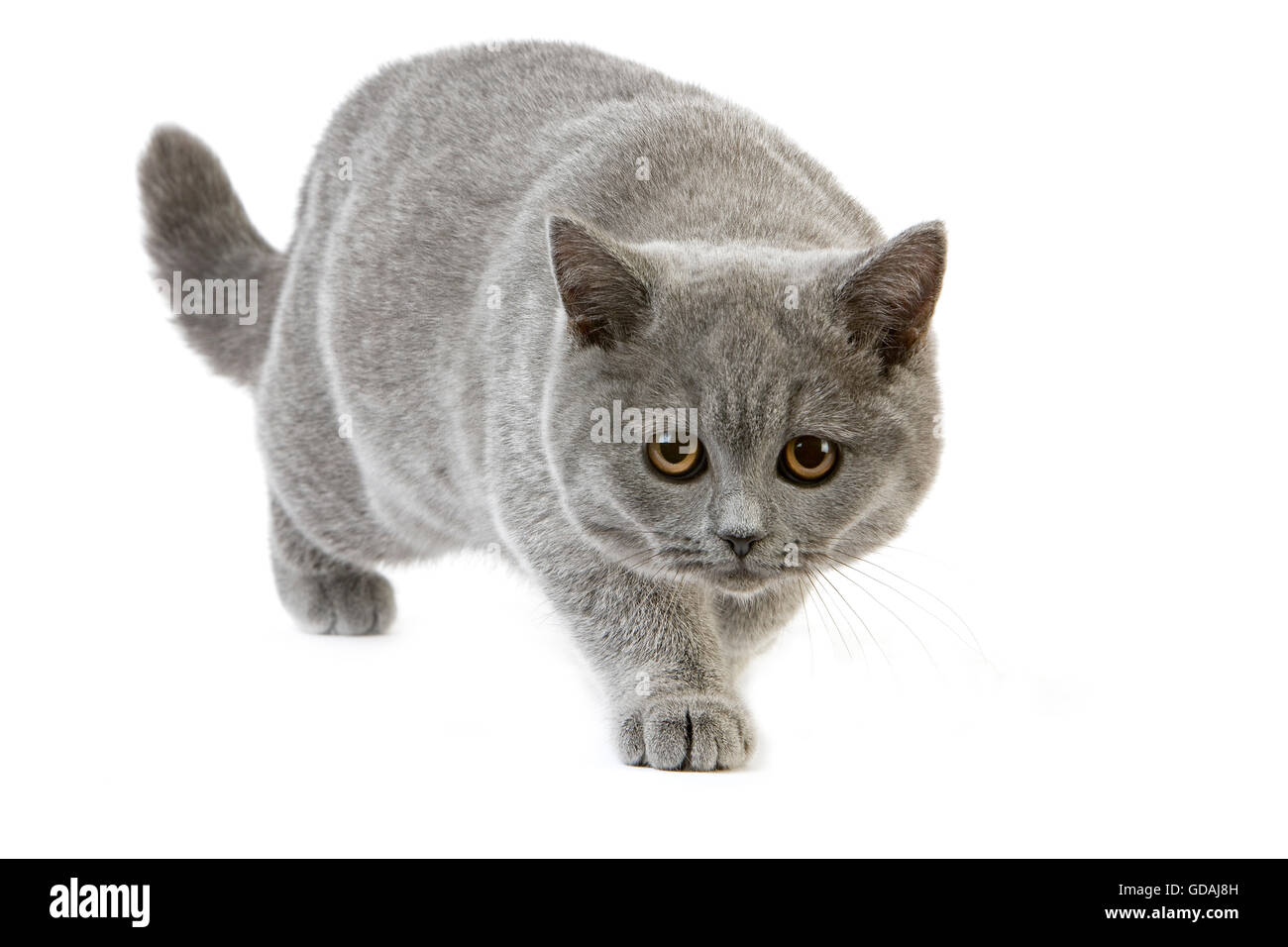 BLUE BRITISH SHORTHAIR FEMALE CAT Stock Photo - Alamy