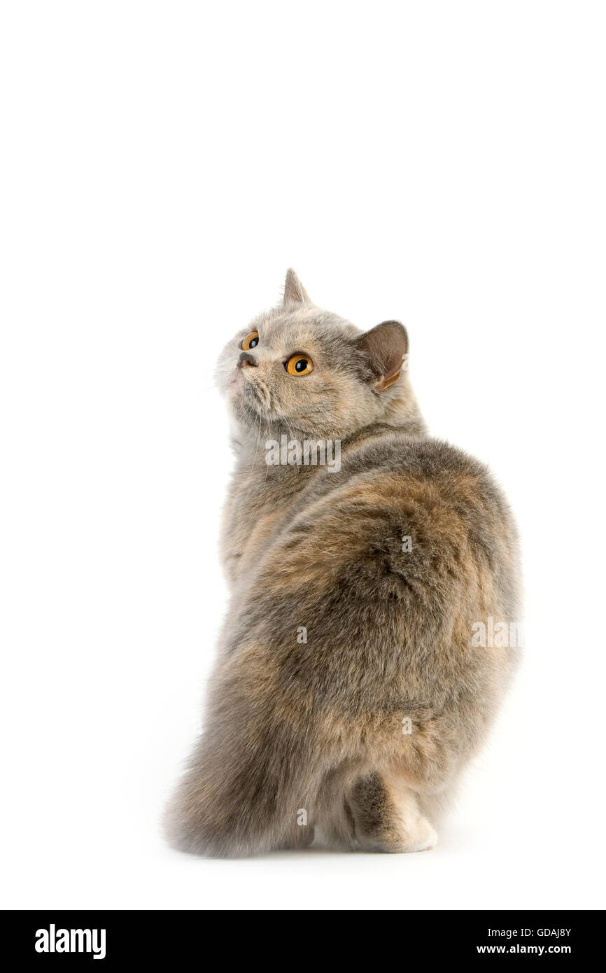 Blue cream british shorthair female cat and blue british shorthair Cut ...