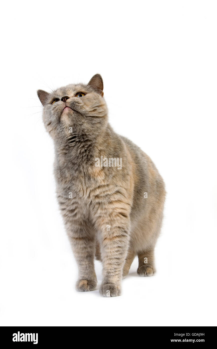 Blue cream british shorthair female cat and blue british shorthair Cut ...