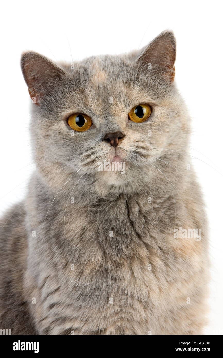 Blue cream british shorthair domestic cat hi-res stock photography and ...