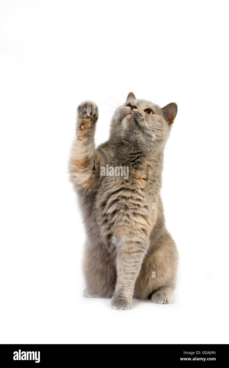 Cat paw raised hi-res stock photography and images - Alamy