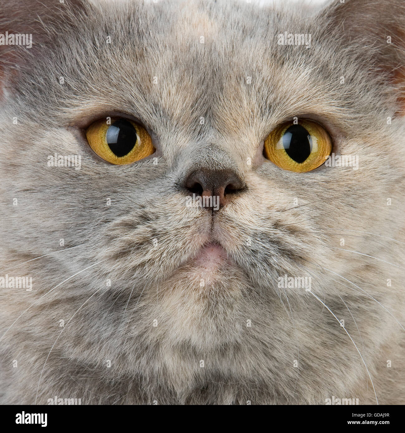 Blue Cream British Shorthair Domestic Cat, Portrait of Female Stock ...
