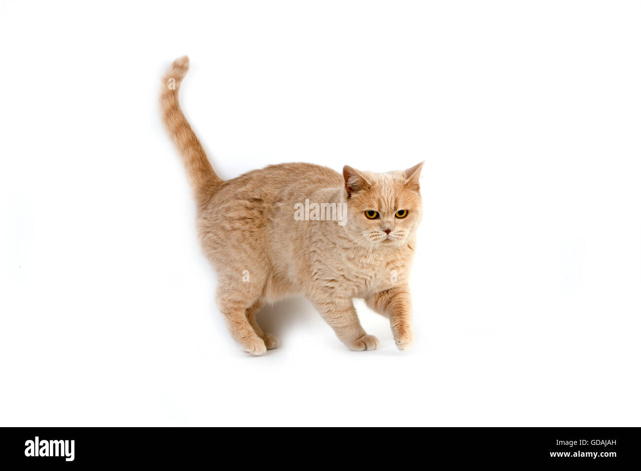 Cream British Shorthair Domestic Cat, Female against White Background ...