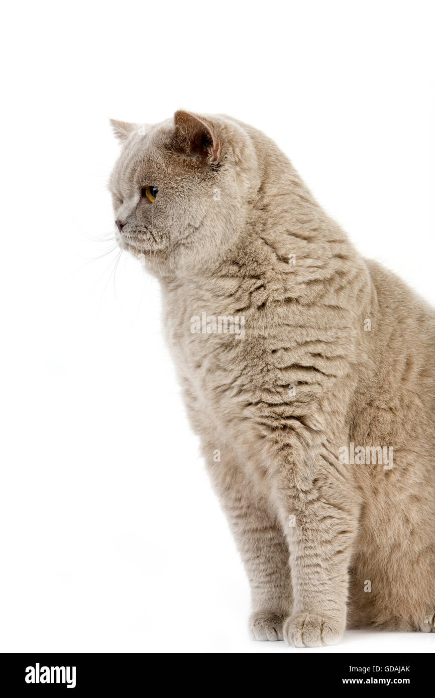 Lilac cream british shorthair domestic cat hi-res stock photography and ...