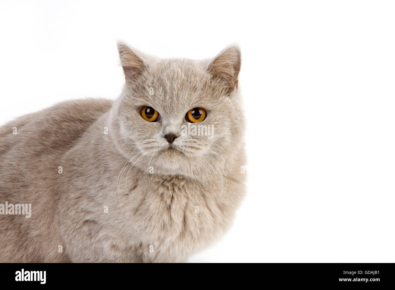 LILAC BRITISH SHORTHAIR, ADULT FEMALE AGAINST WHITE BACKGROUND Stock ...
