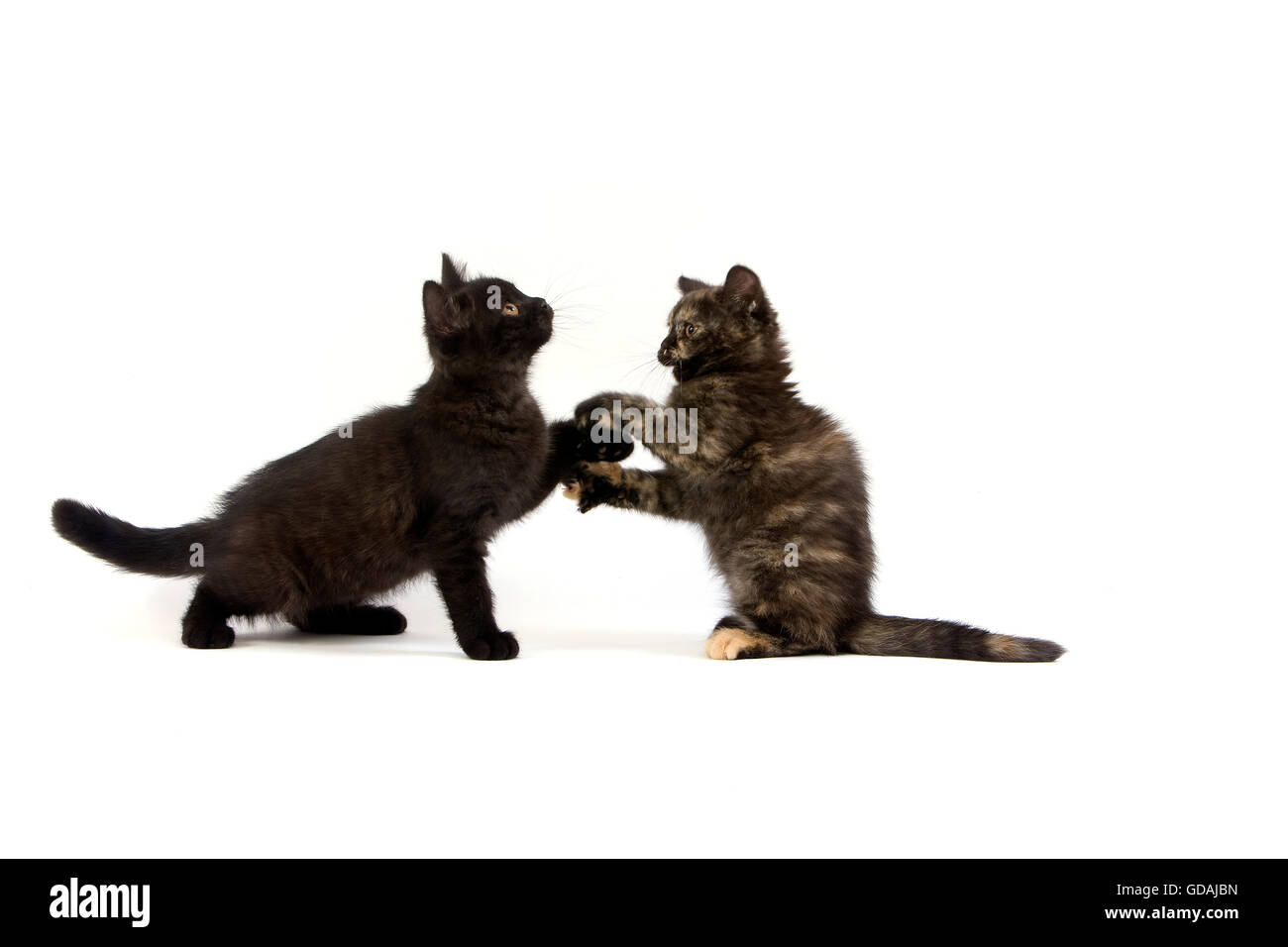 Black British Shorthair and Black Tortoise-shell British Shorthair ...