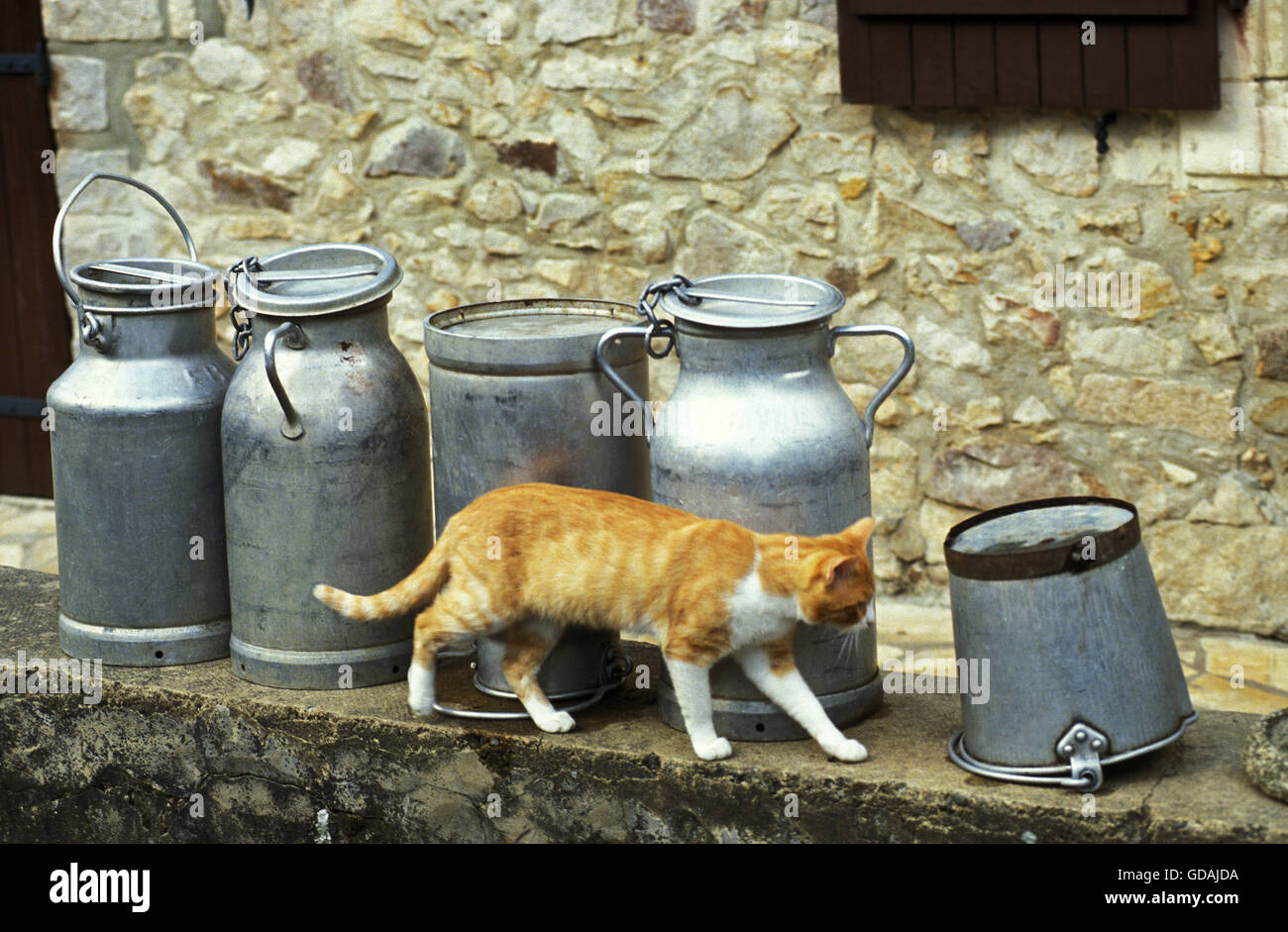 Milk cat hi-res stock photography and images - Alamy