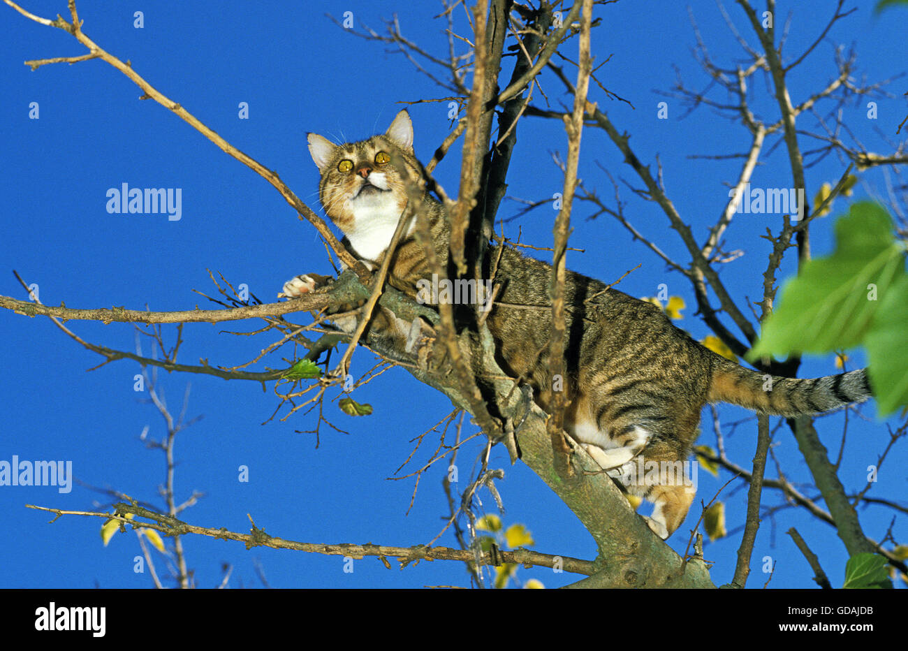 Domestic Cat, Adult in Tree Stock Photo - Alamy
