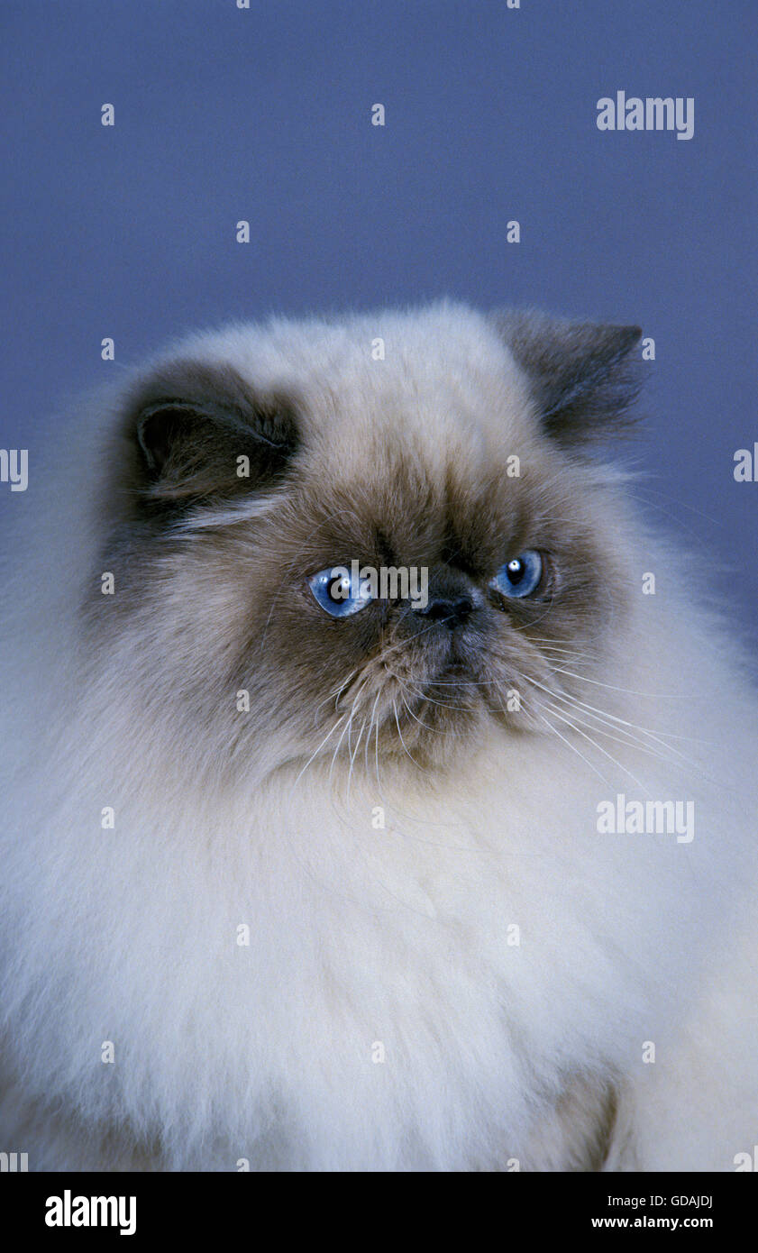 Gray Himalayan Cat
