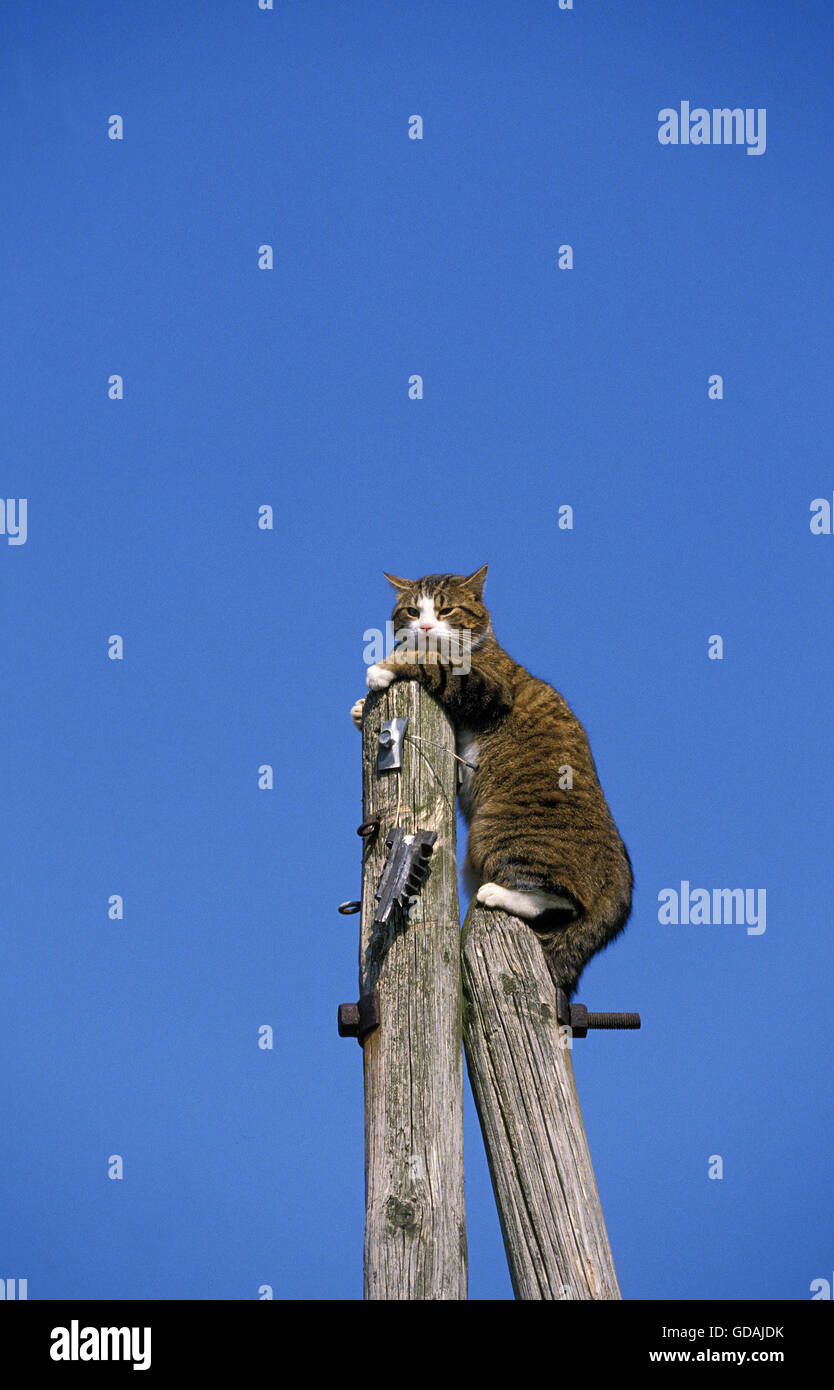 Brown Tabby and White Domestic Cat, Adult perched on Electric Post ...