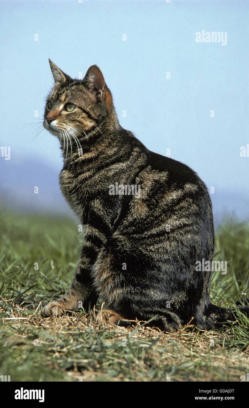 Cat sitting upright hi-res stock photography and images - Alamy