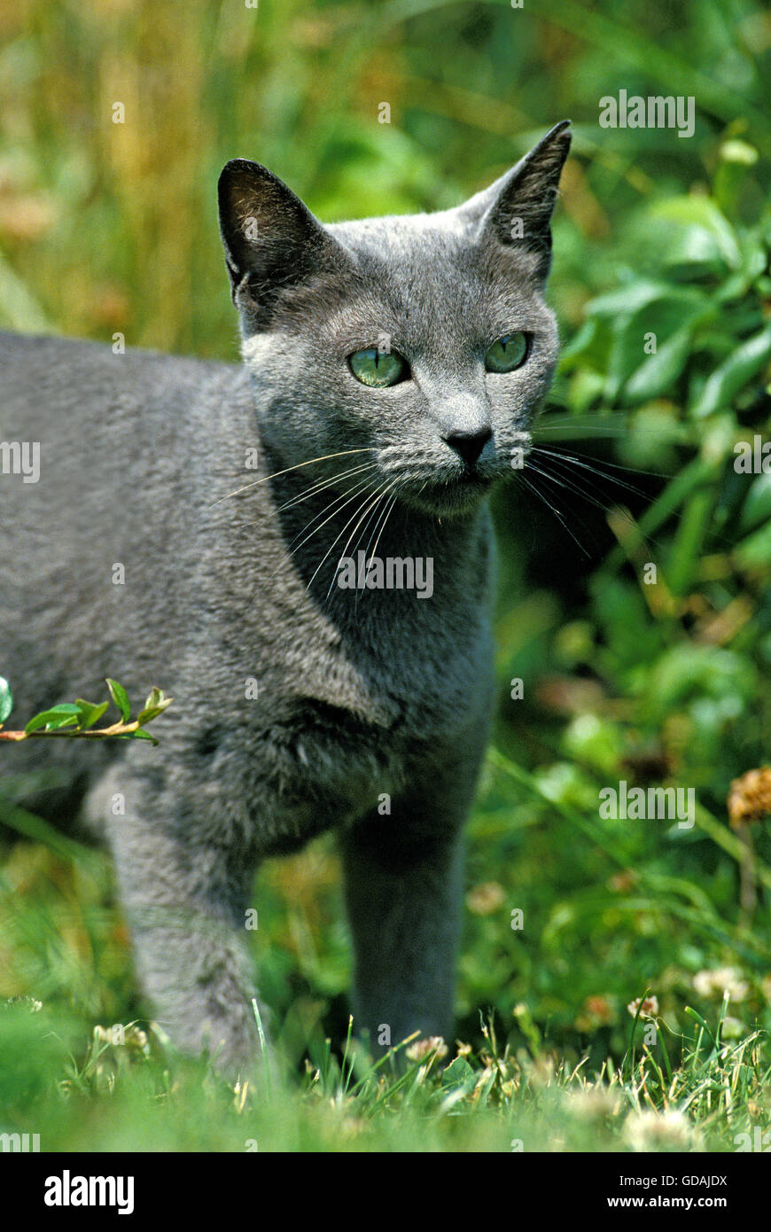 Russian Blue Cat, Adult on Grass Stock Photo - Alamy