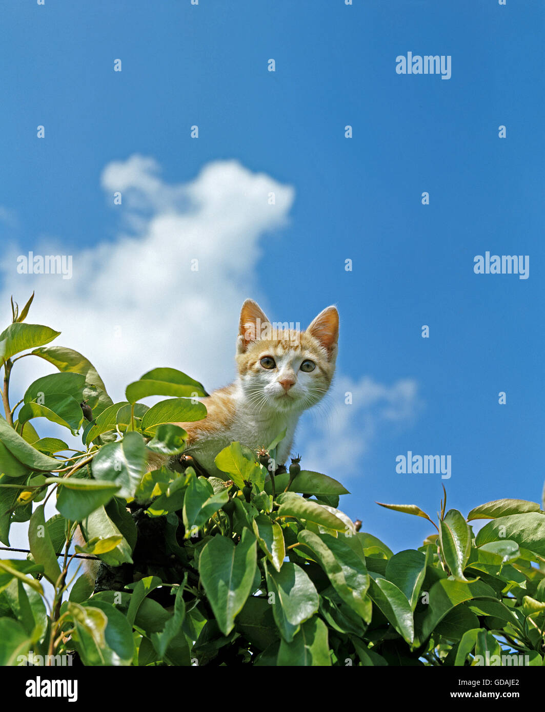 Kitten climbing in tree hi-res stock photography and images - Alamy