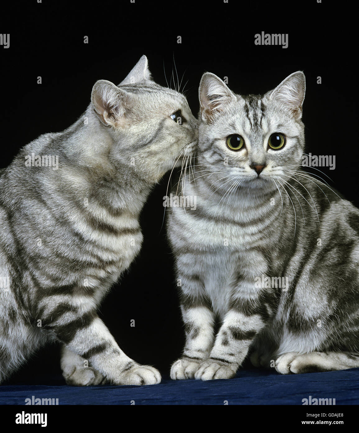 Silver Domestic Cat Night Silver Cattery