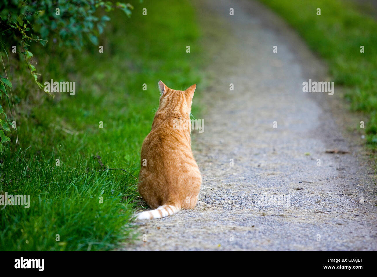 Red tabby he cat hi-res stock photography and images - Alamy