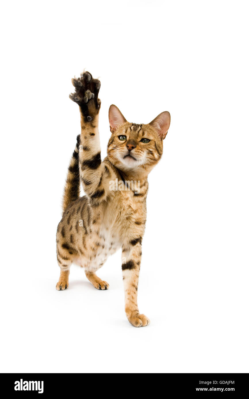 Brown Spotted Tabby Bengal Domestic Cat, Adult playing, Holding up ...