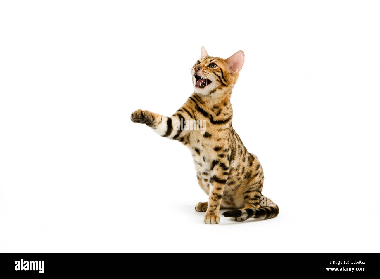 BROWN SPOTTED TABBY BENGAL DOMESTIC CAT, ADULT HOLDING FRONT LEG UP ...