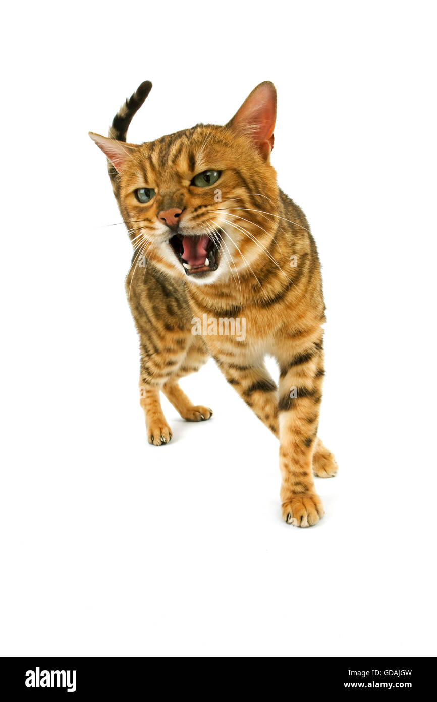 Brown Spotted Tabby Bengal Domestic Cat, Snarling against White ...