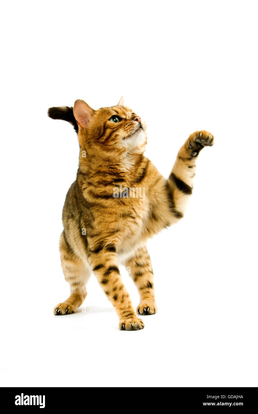 Brown Spotted Tabby Bengal Domestic Cat holding Paw up against White ...