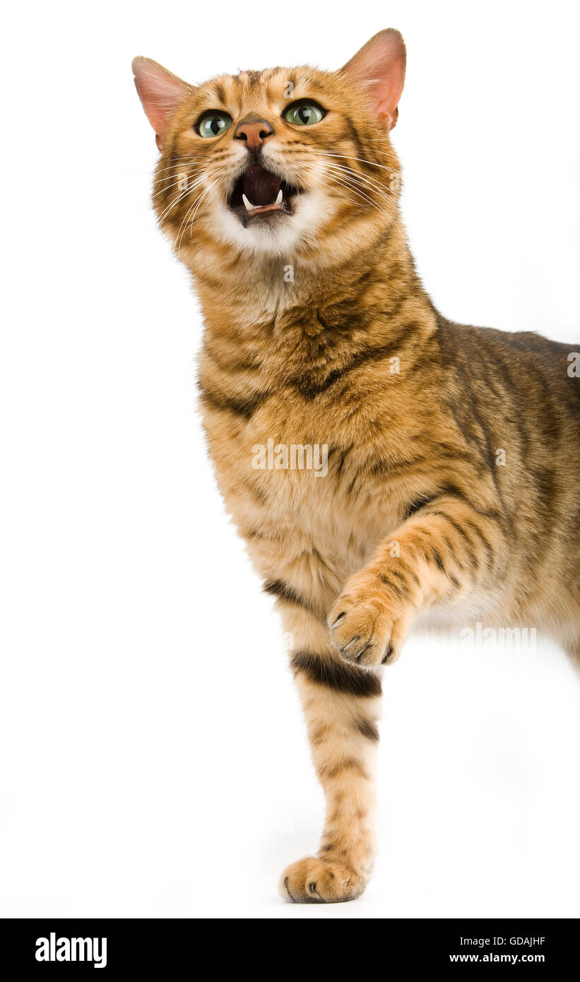 BROWN SPOTTED TABBY BENGAL DOMESTIC CAT, ADULT HOLDING FRONT LEG UP ...