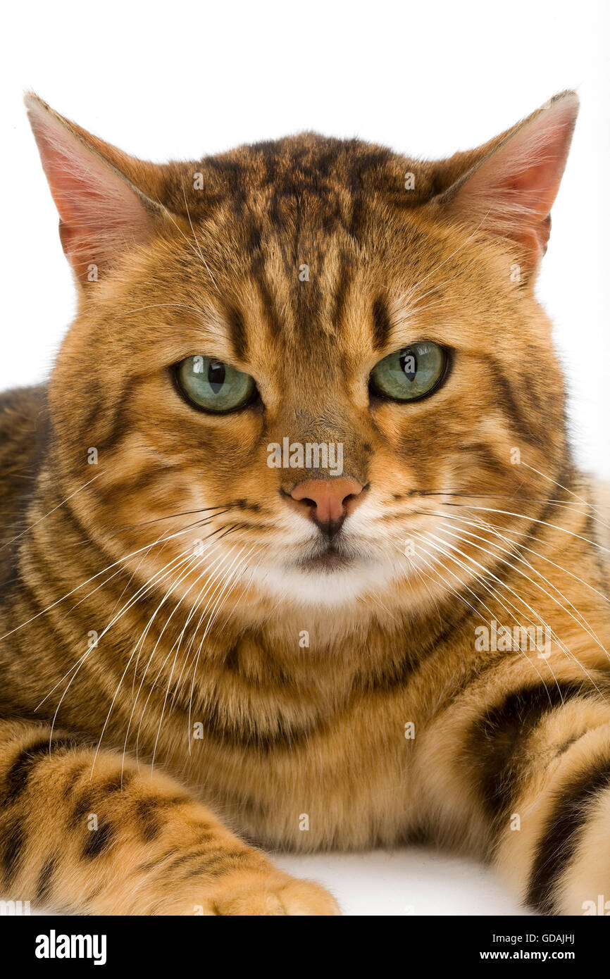 Brown Spotted Tabby Bengal Domestic Cat, Portrait of Adult against ...