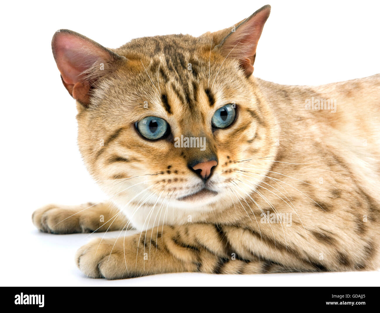 SEAL MINK TABBY BENGAL DOMESTIC CAT Stock Photo - Alamy