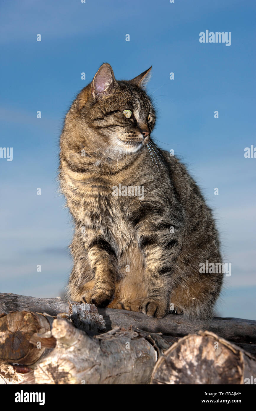 Stack cats hi-res stock photography and images - Alamy