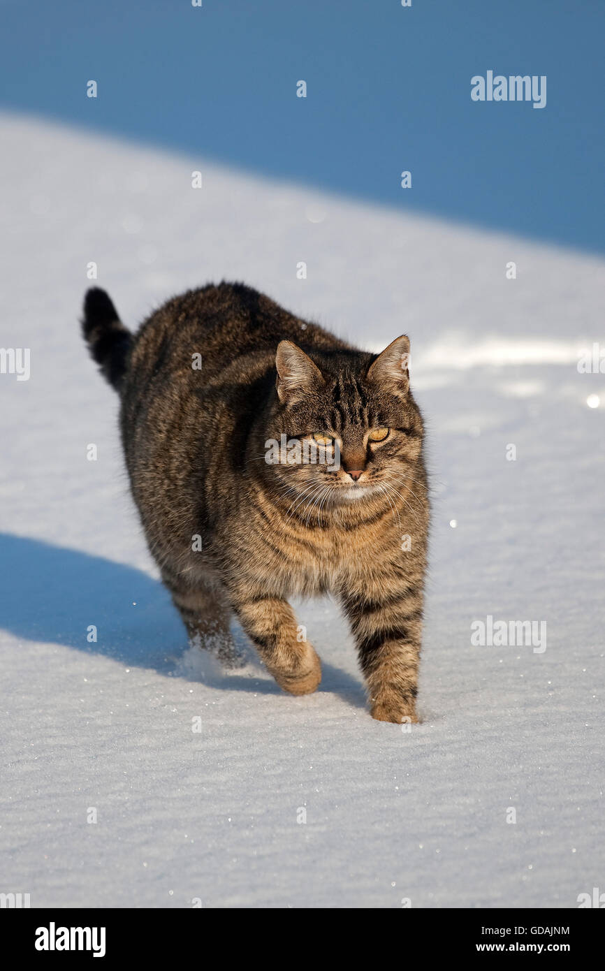 Brown Tabby Domestic Cat, Female walking on Snow, Normandy Stock Photo ...