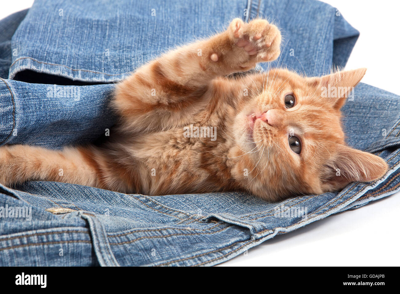 Red Tabby Domestic Cat, Kitten playing in Jeans Stock Photo - Alamy