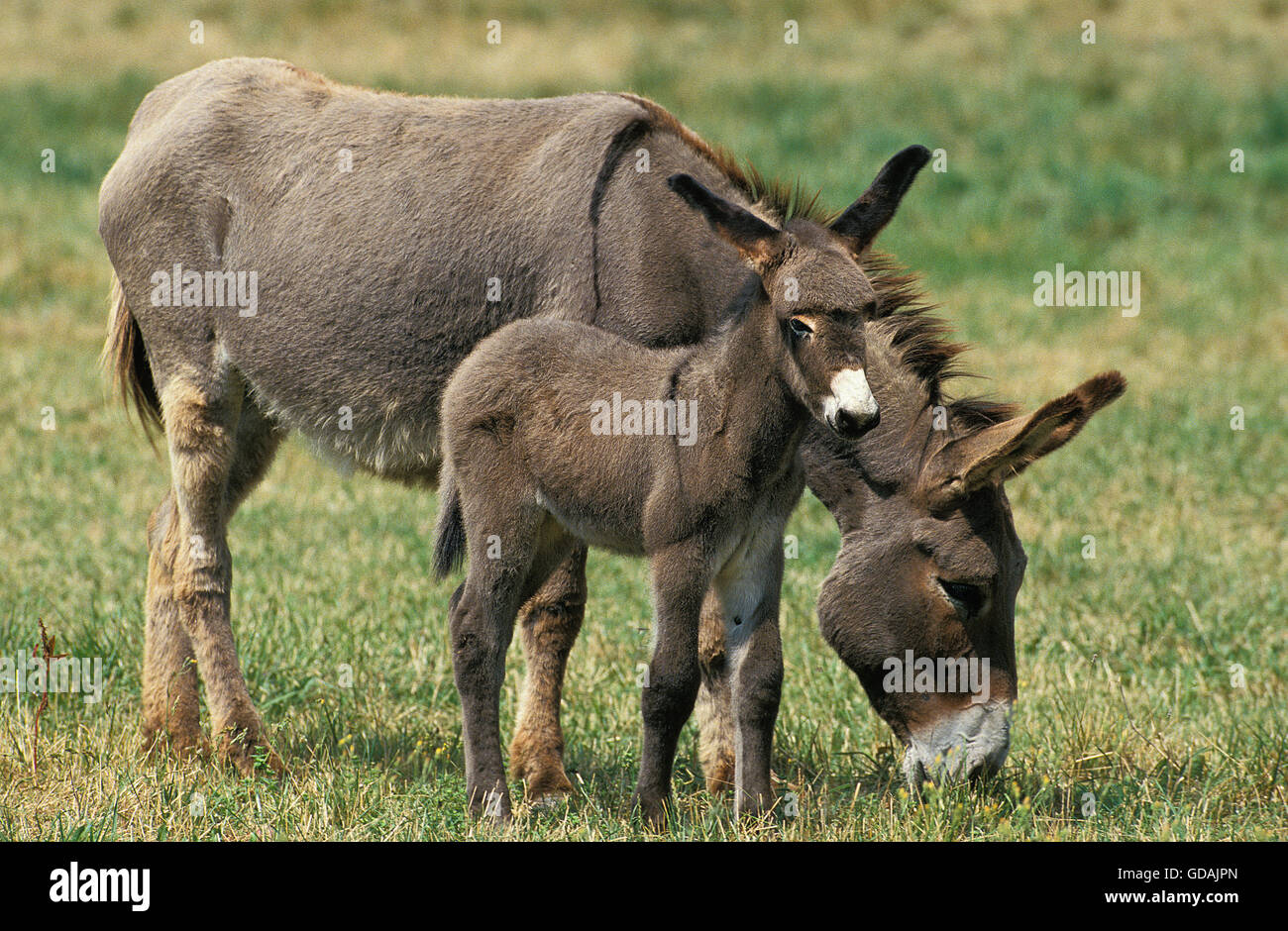 Domestic donkey on farm hi-res stock photography and images - Alamy