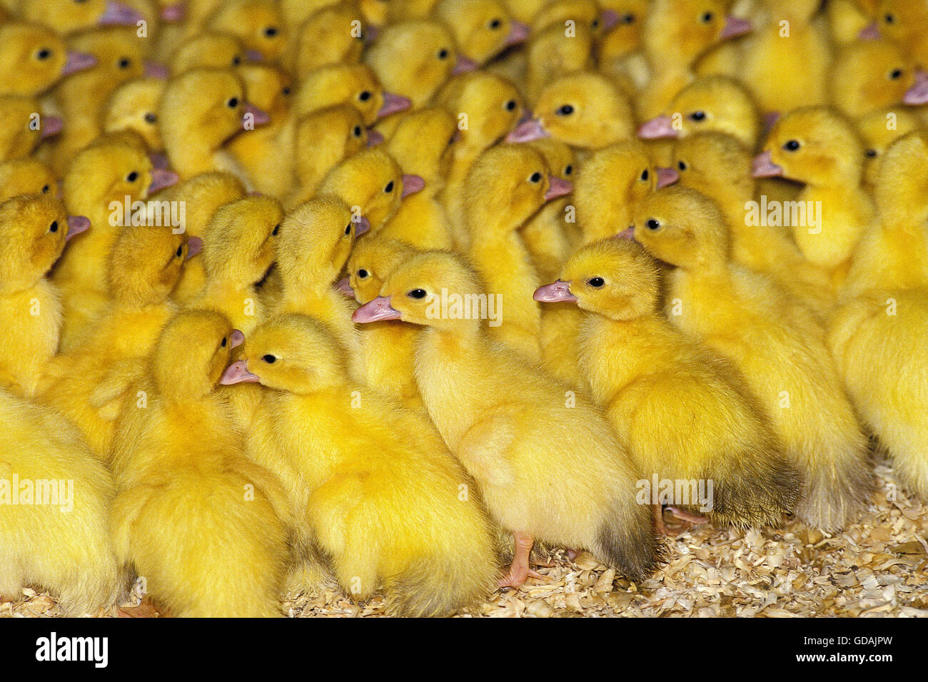 Muskovy Duck, cairina moschata, Chicks Stock Photo - Alamy