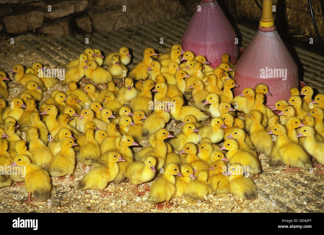 MUSKOVY DUCK cairina moschata, DUCK FARMING Stock Photo - Alamy