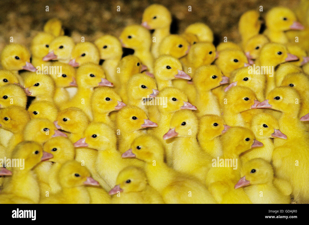 MUSKOVY DUCK cairina moschata, DUCK FARMING Stock Photo - Alamy