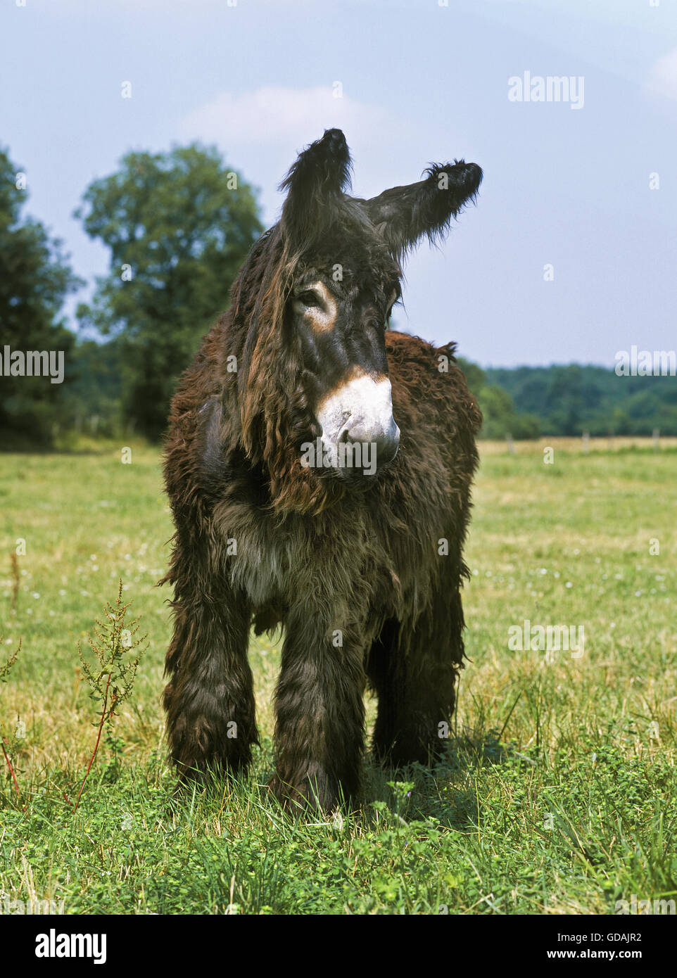 Poitou donkey domestic donkey adult hi-res stock photography and images ...