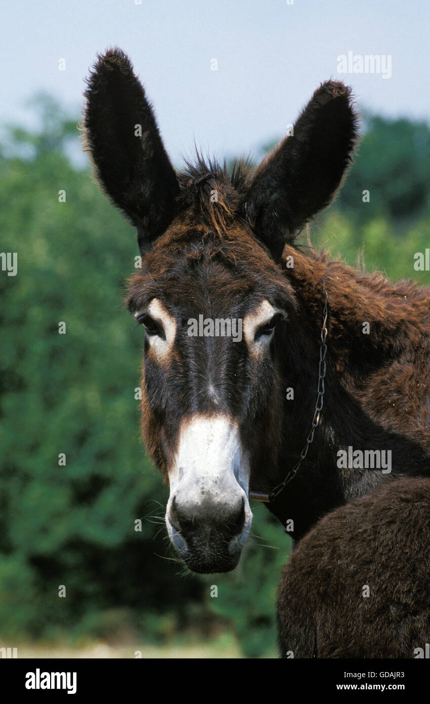 Poitou Donkey or Baudet du Poitou, a French Breed, Portrait of Adult ...