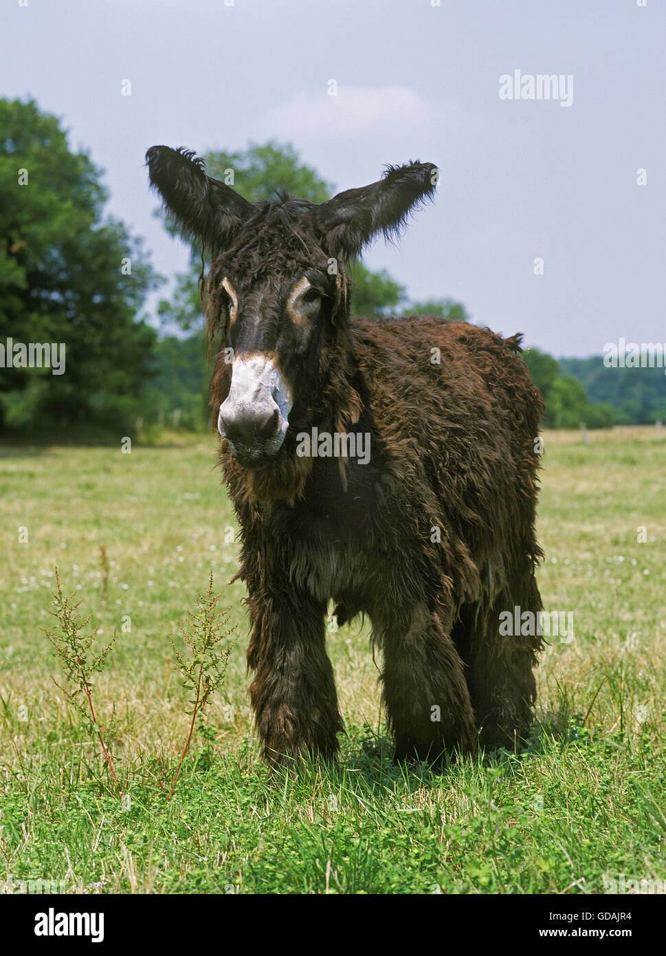 Poitou Domestic Donkey or The Baudet du Poitou, a French Breed Stock ...