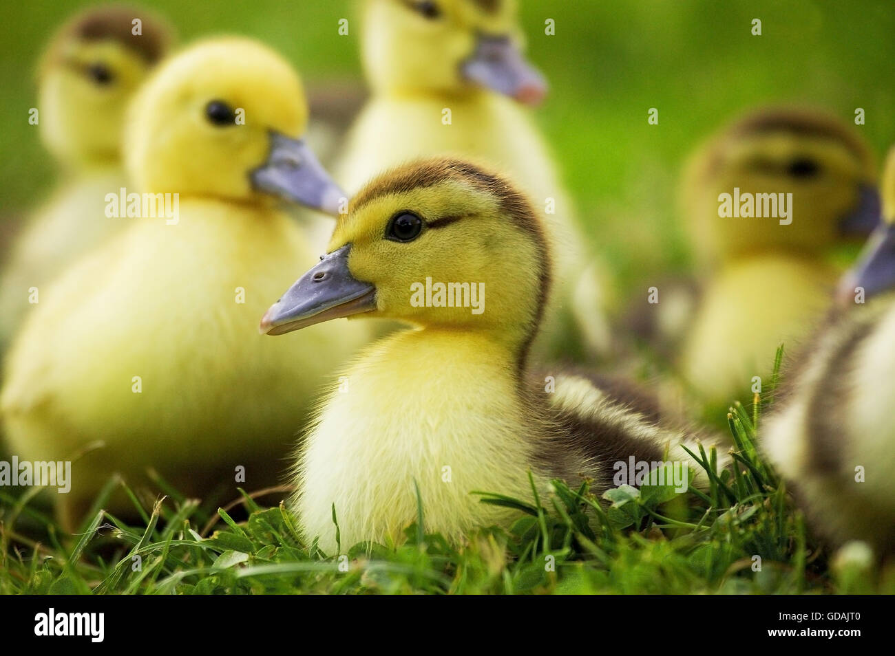 Muskovy Duck, cairina moschata, Ducklings Stock Photo - Alamy