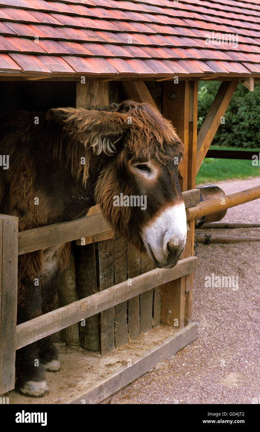 Donkey stable hi-res stock photography and images - Alamy