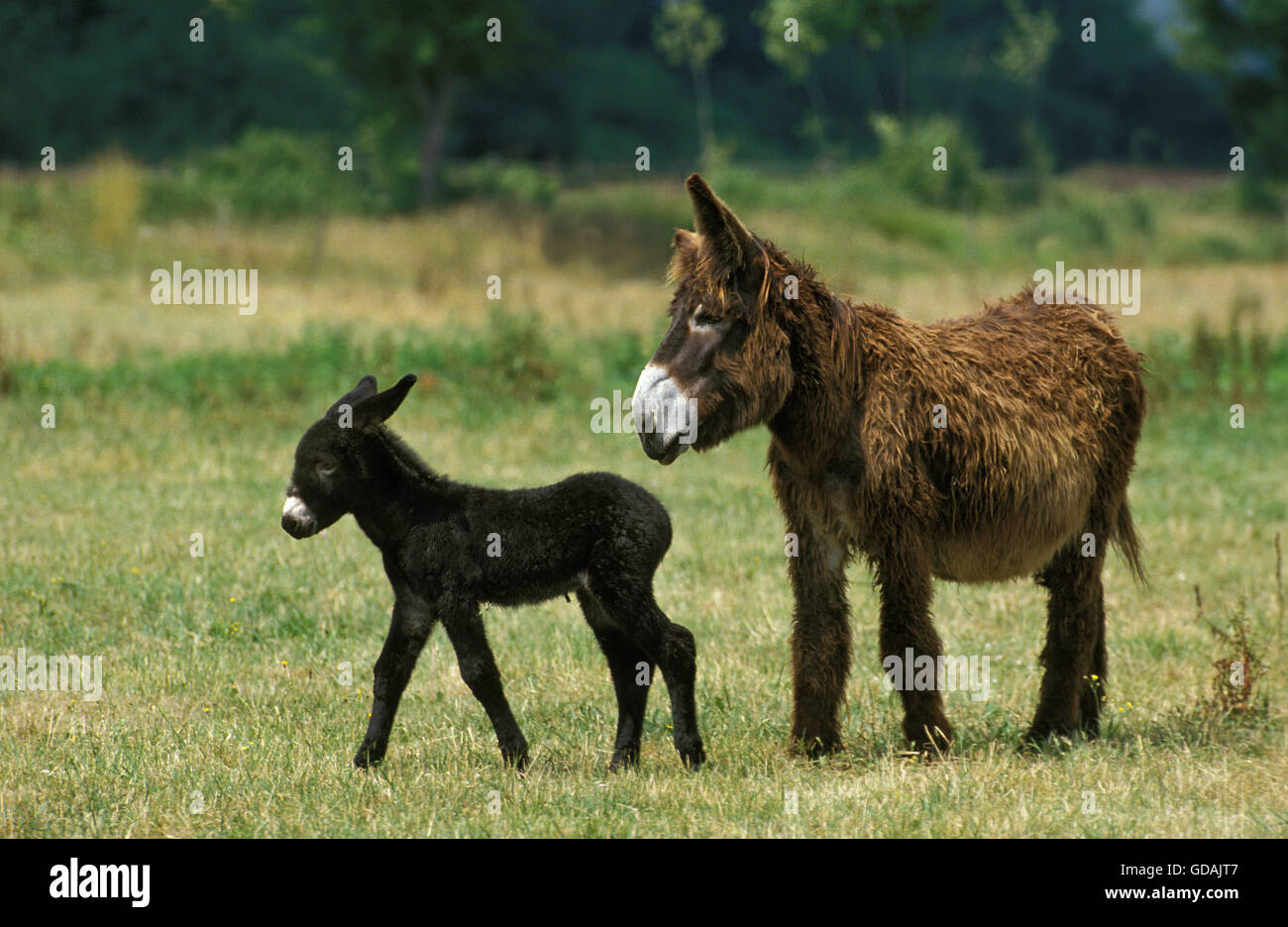 Poitou donkey domestic donkey adult hi-res stock photography and images ...