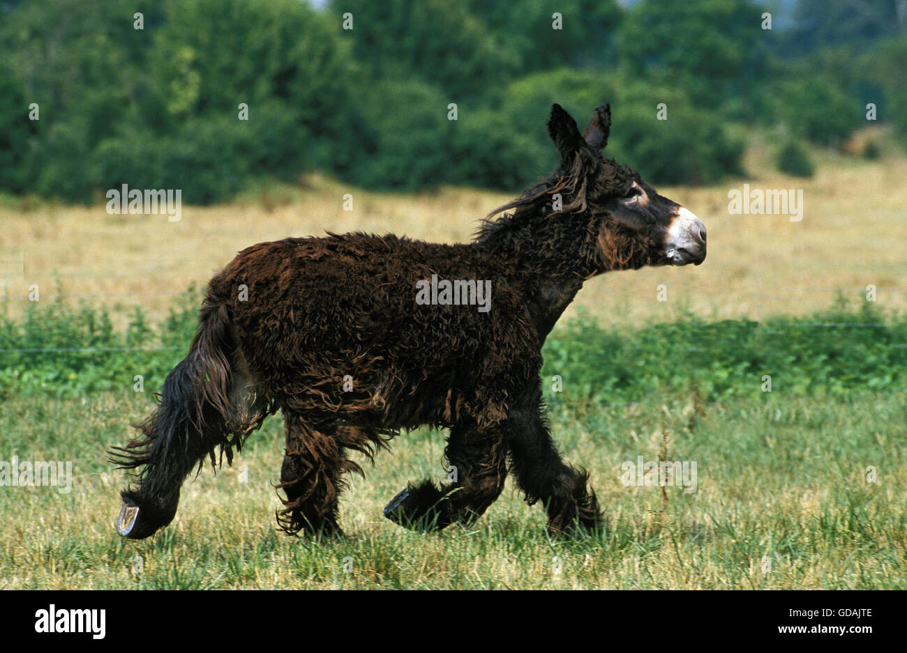 Poitou Donkey or Baudet du Poitou, a Fench Breed, Adult Trotting ...