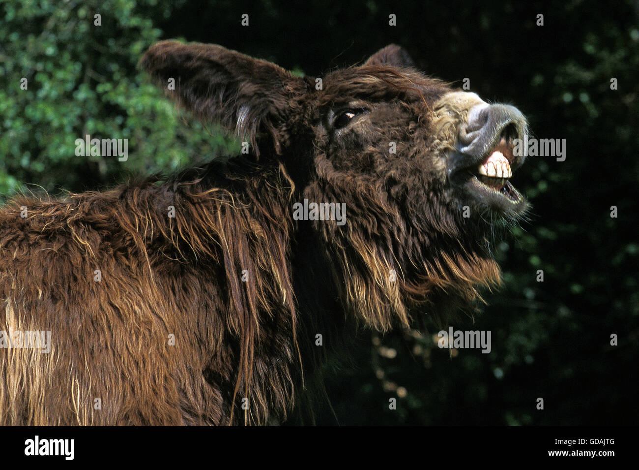 Baudet du poitou hi-res stock photography and images - Alamy