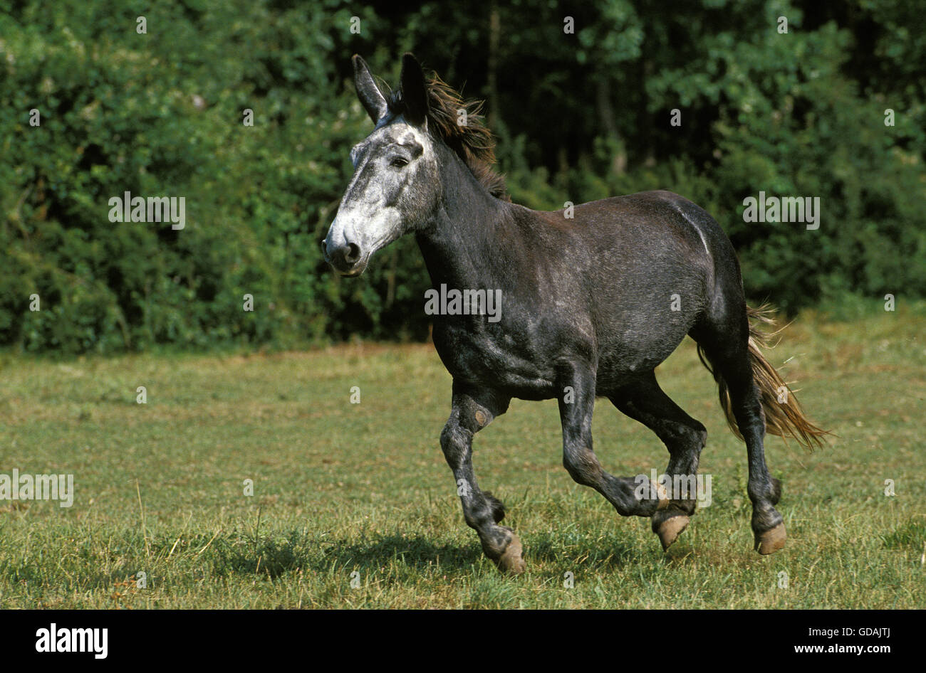 Mule, Crossbreed of a Male Donkey and a Female Horse Stock Photo - Alamy