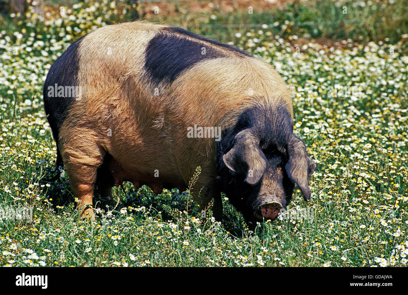 Limousin Pig, a French Breed, Female standing in Flowers Stock Photo ...