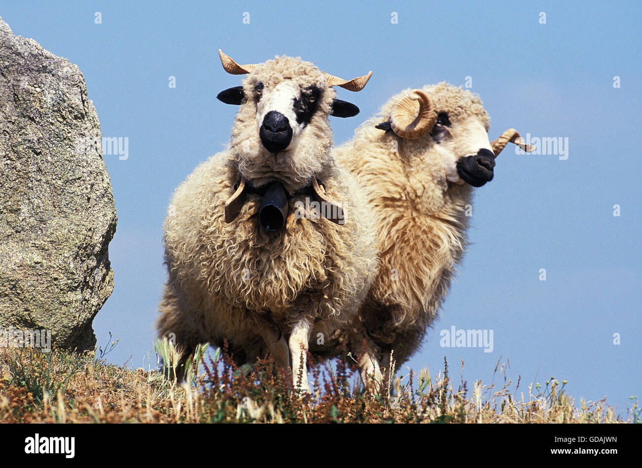 Bell Around Neck High Resolution Stock Photography and Images - Alamy