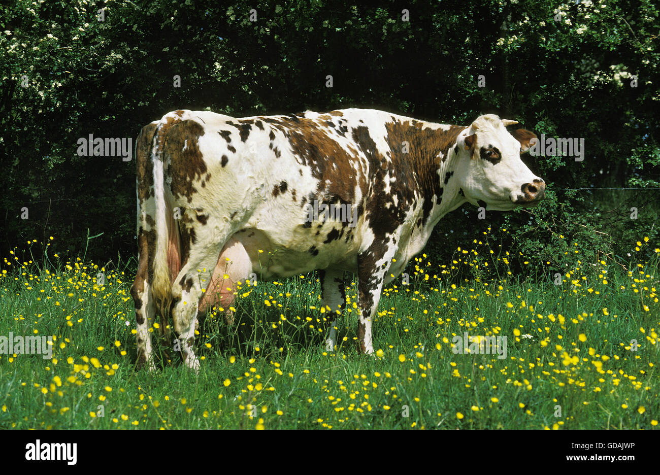 NORMANDY CATTLE, COW STANDING IN FLOWER, NORMANDY Stock Photo - Alamy
