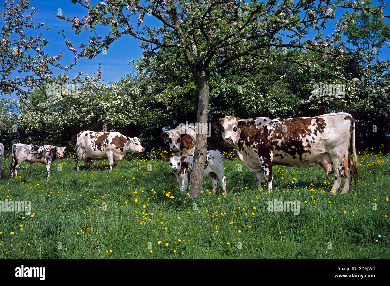 Normandy Cow, Cattle under Appel Tree, Normandy Stock Photo - Alamy