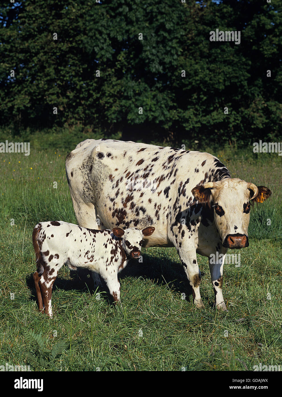 Normandy Cow with Calf, French domestic Cattle Stock Photo - Alamy