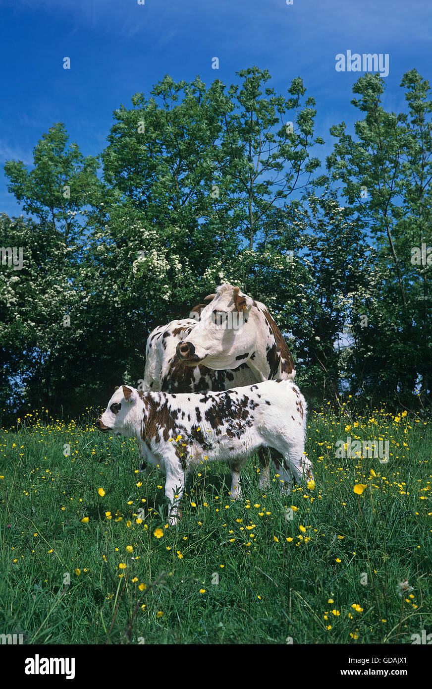 NORMANDY COW, FEMALE WITH CALF , NORMANDY IN FRANCE Stock Photo - Alamy